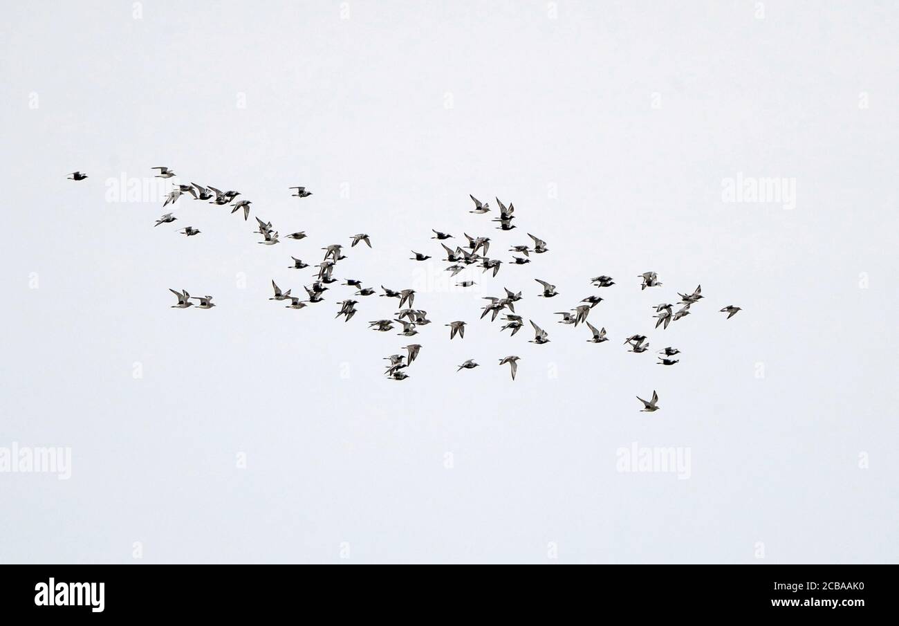 grey plover (Pluvialis squatarola), flock in flight, Thailand, Pak ...
