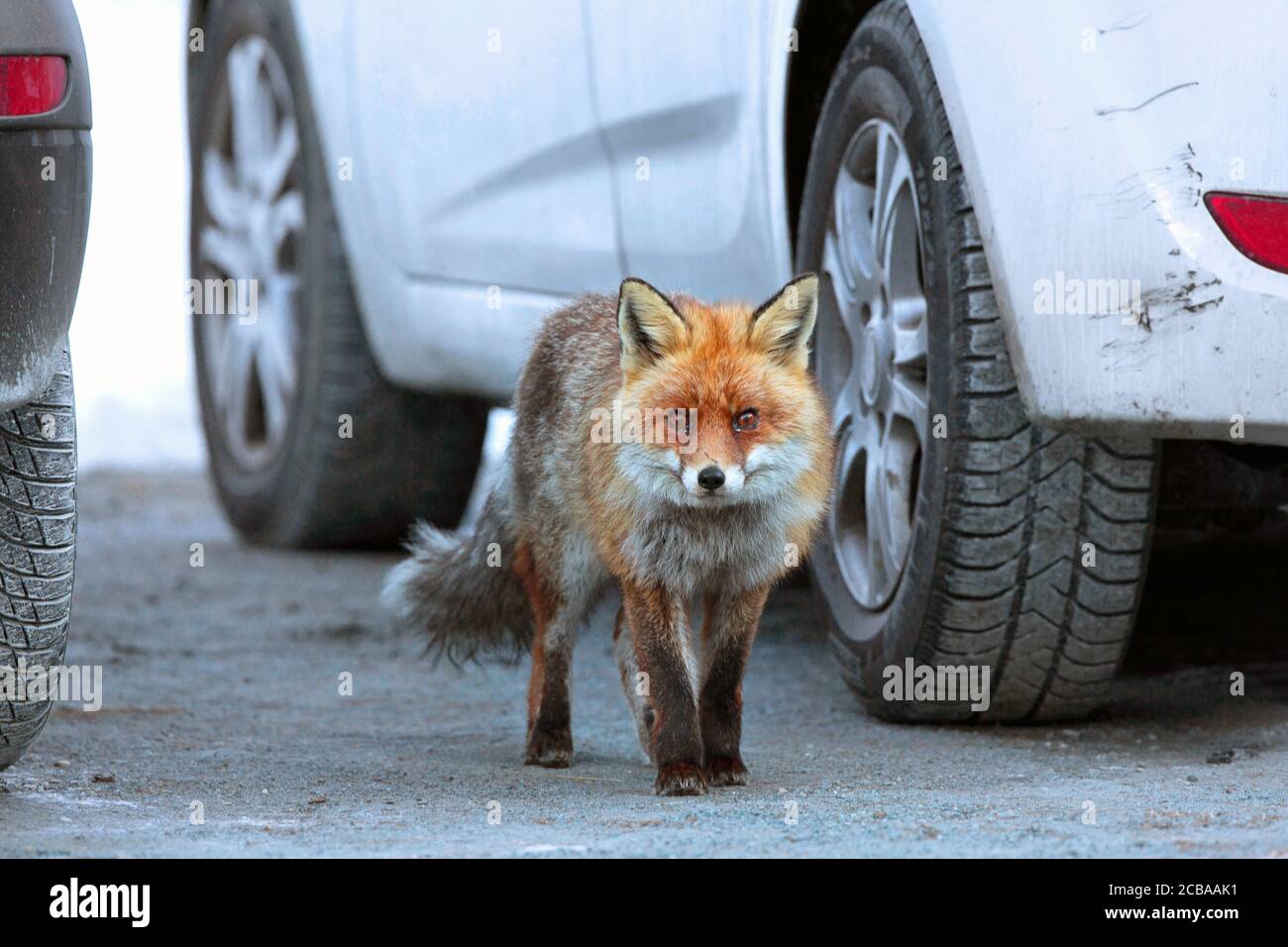 Belgium fox hi-res stock photography and images - Alamy