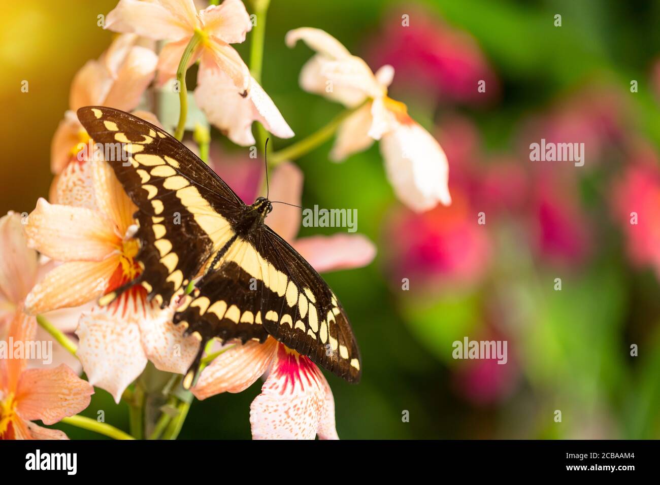 Beautiful butterfly Metamorpha stelenes in tropical forest sitting on ...