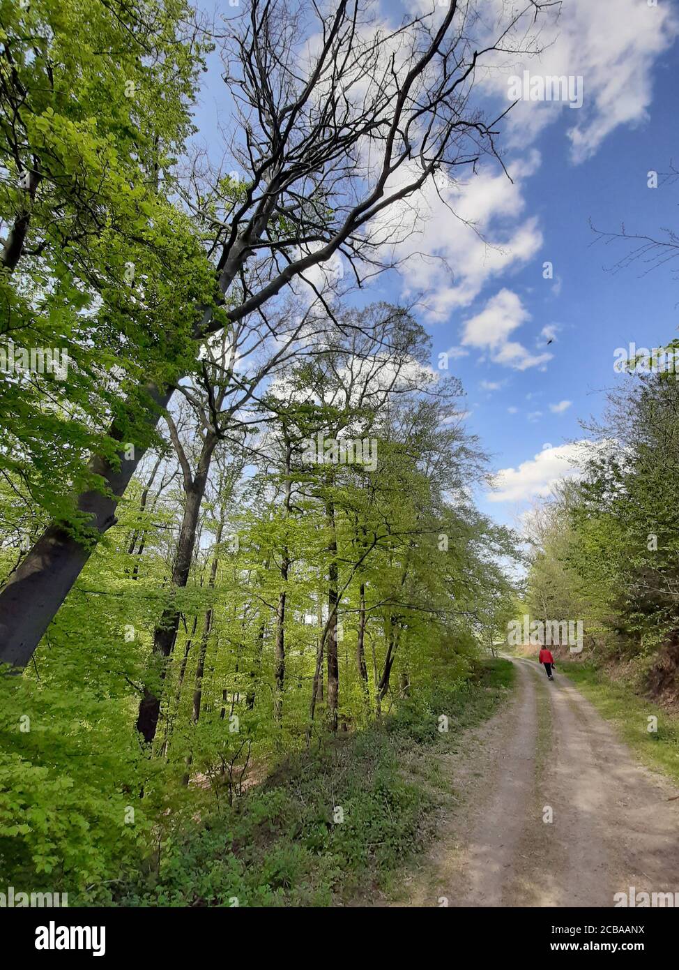 Path dead plants hi-res stock photography and images - Alamy