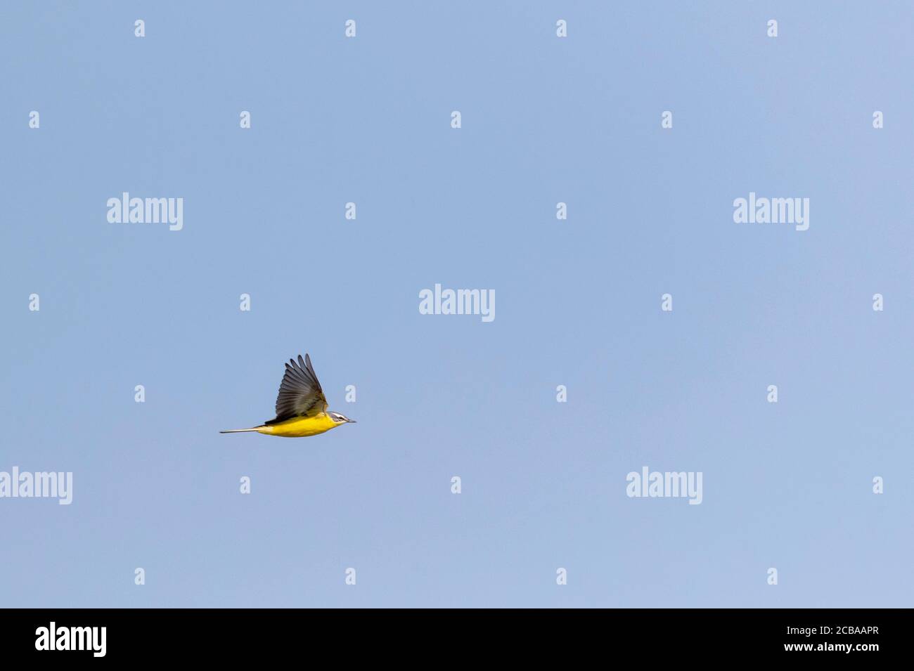 Blue-headed Wagtail, Yellow Wagtail (Motacilla flava flava), in flight ...