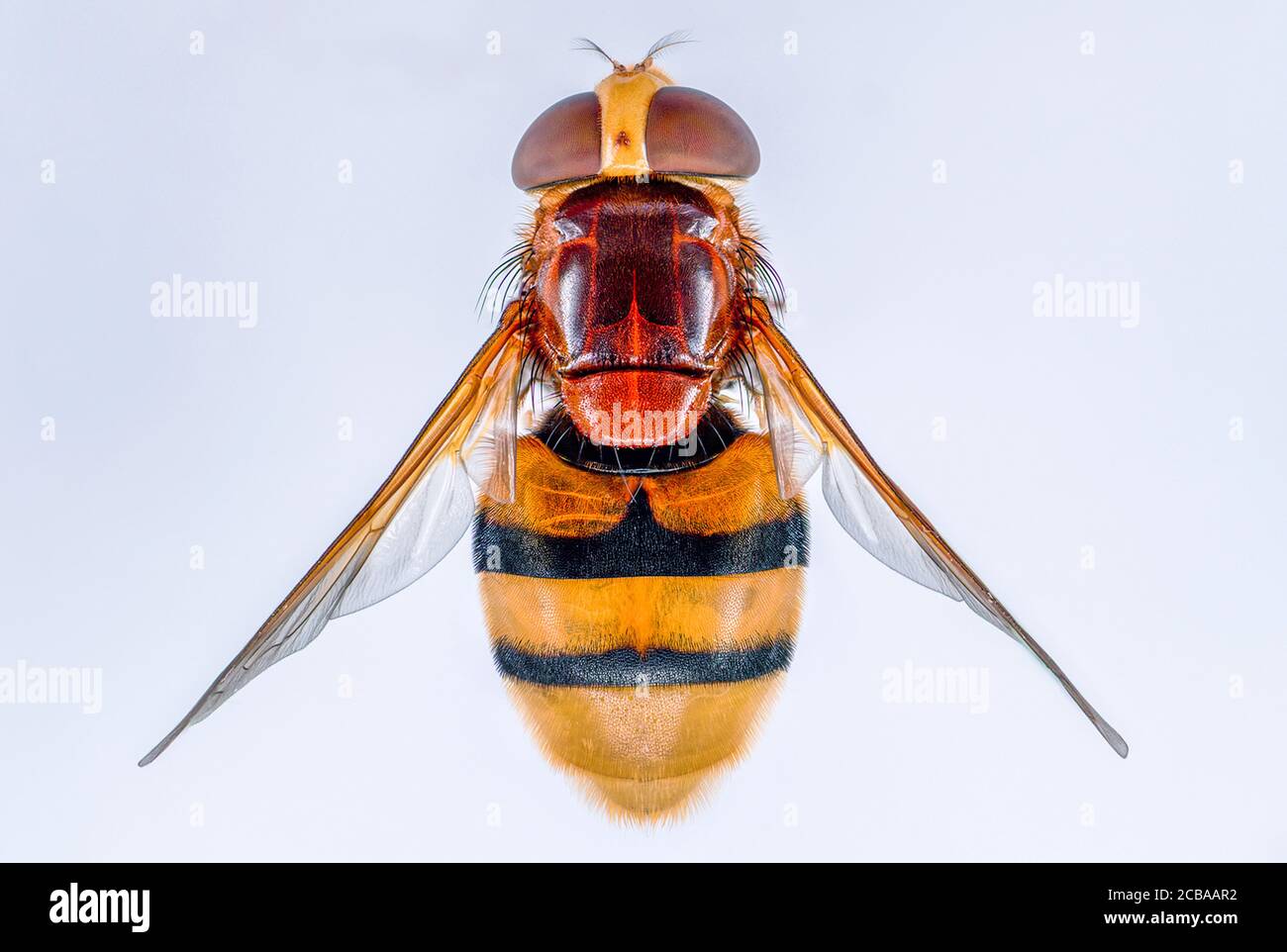 Hornet mimic hoverfly (Volucella zonaria, Volucella zonalis), macro ...