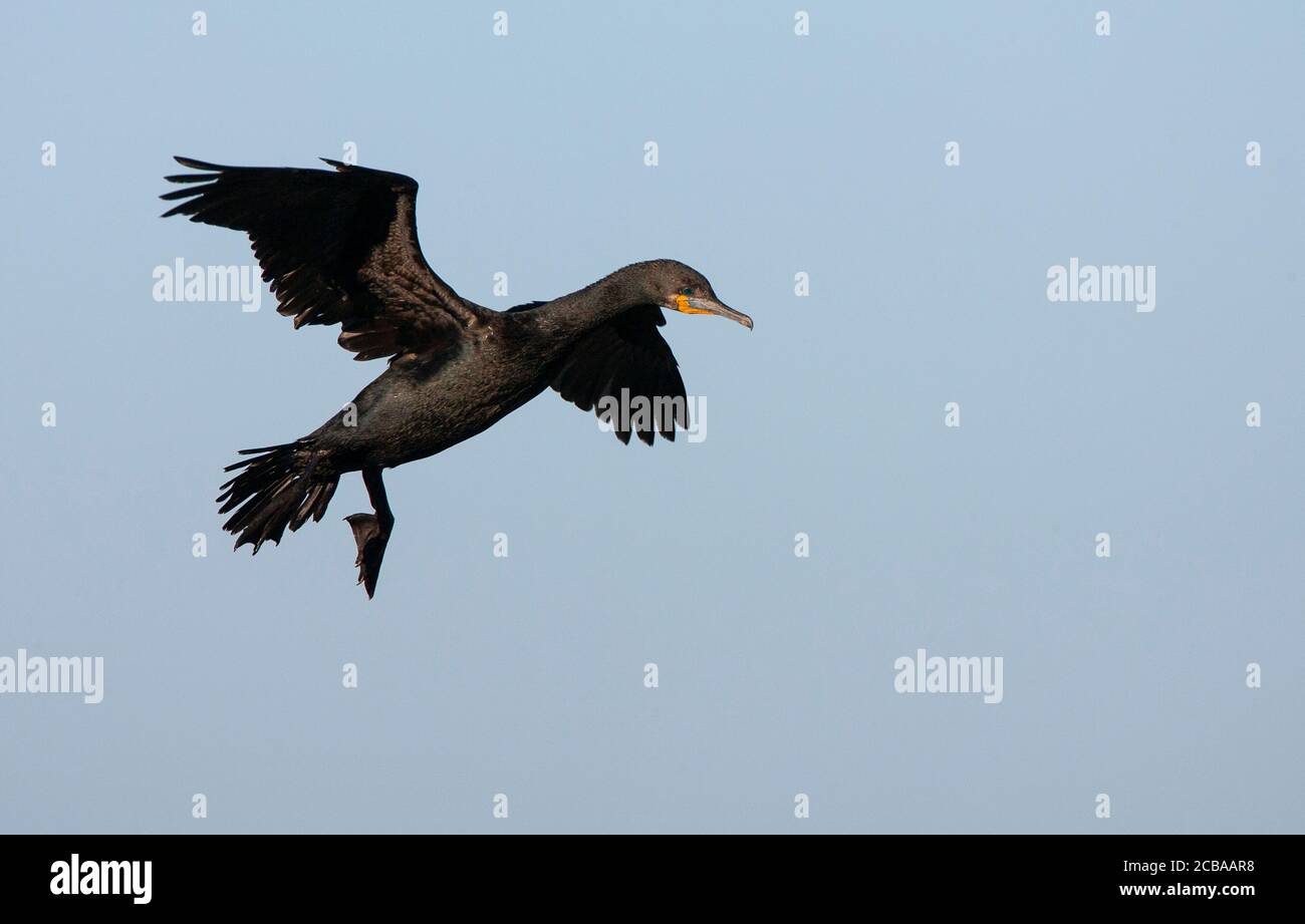 Cape cormorant (Phalacrocorax capensis), in landing approach, side view ...