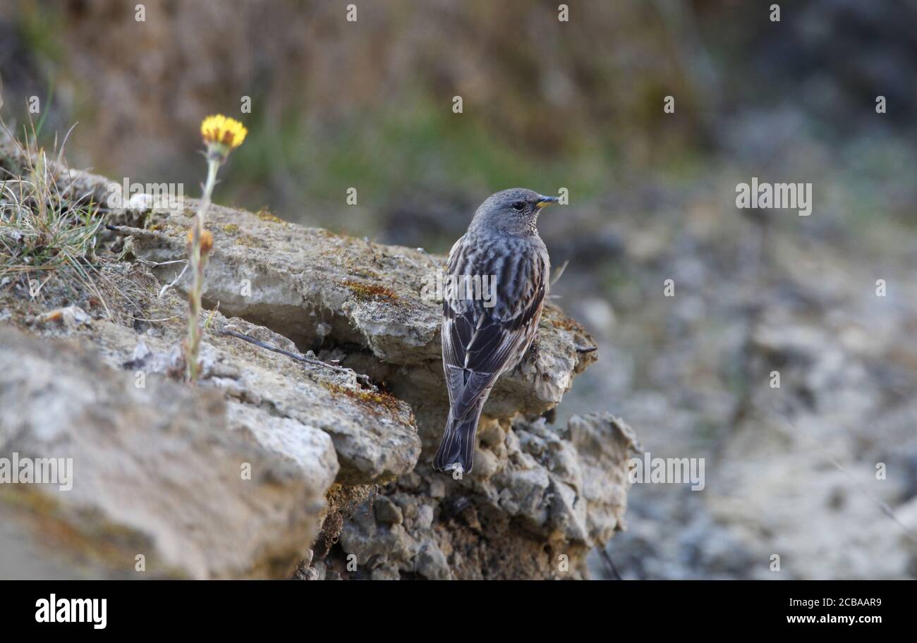 Dunnock rear view hi-res stock photography and images - Alamy
