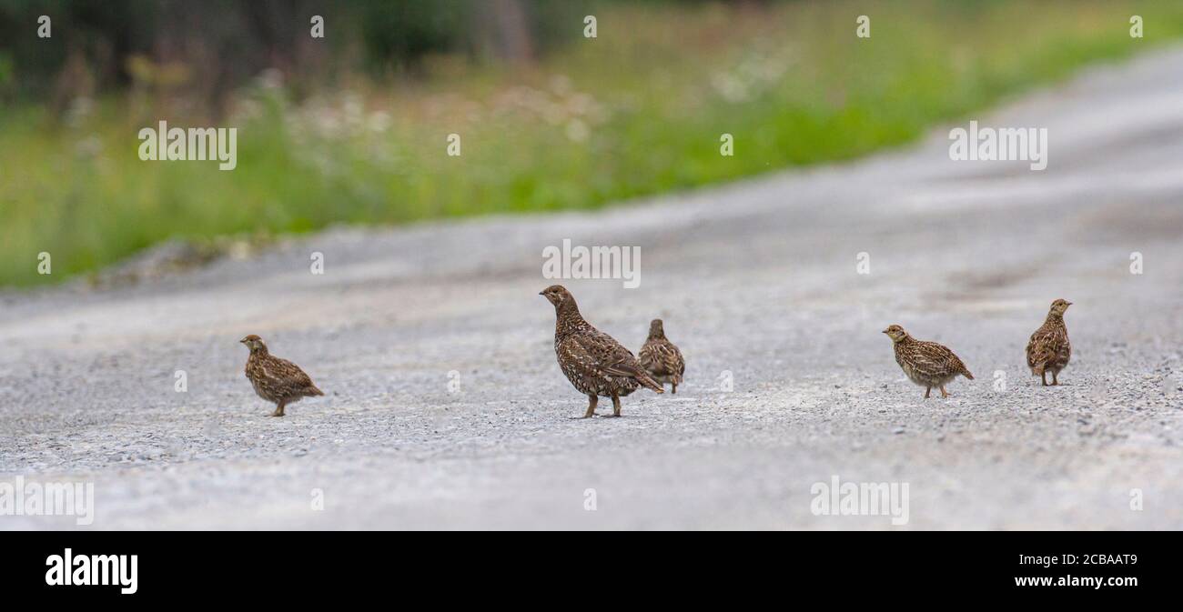 Spruce grouse (Dendragapus canadiensis, Falcipennis canadensis), Female ...