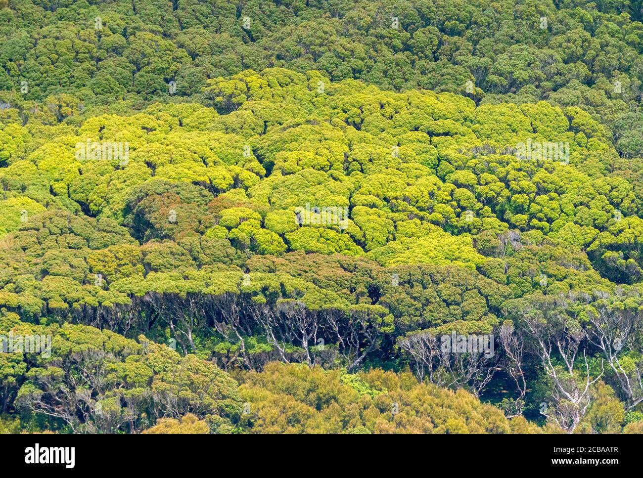 Carnley harbour, hillside covered in native vegetation, New Zealand ...