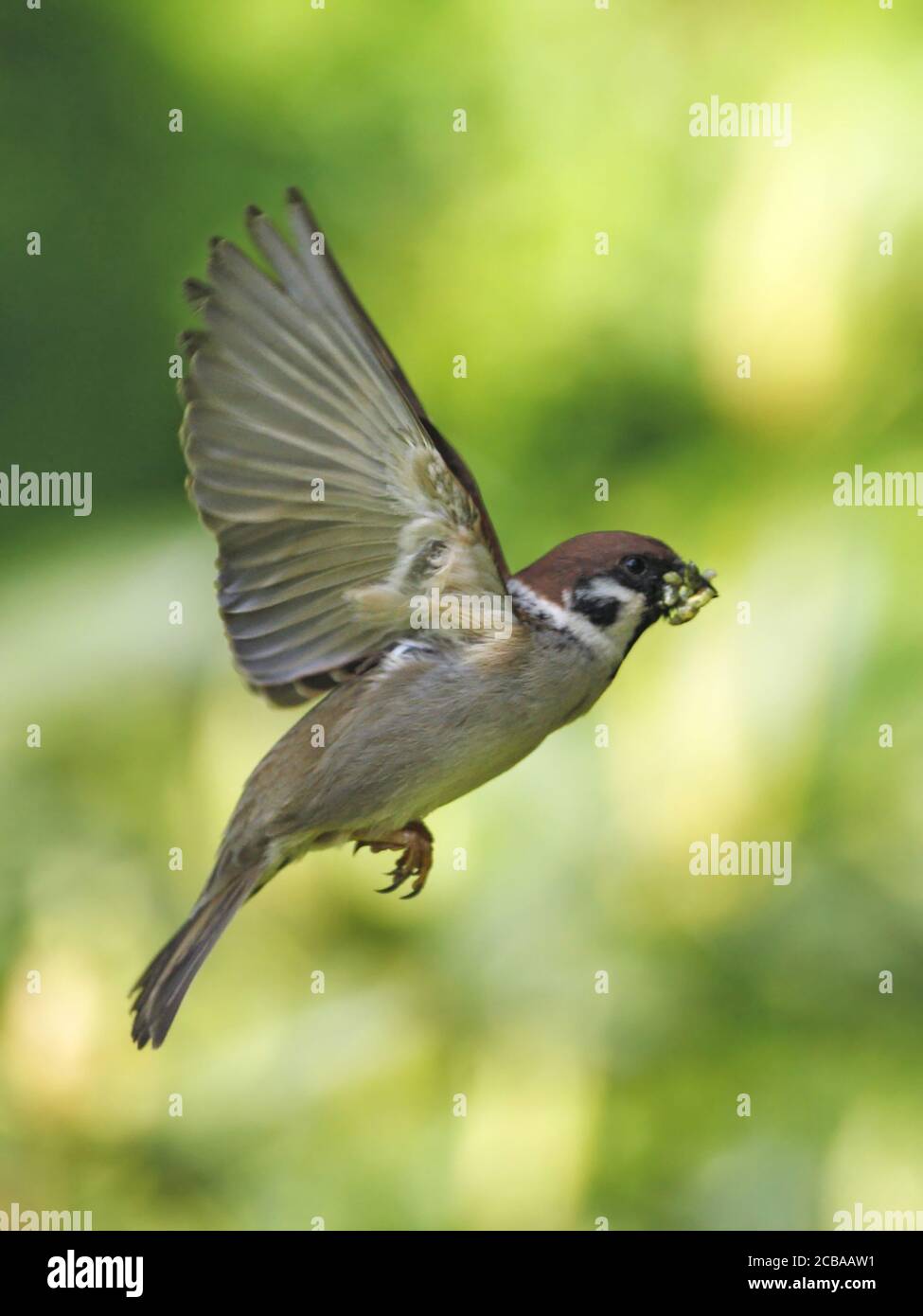 Eurasian tree sparrow (Passer montanus), flying with food in its beak ...