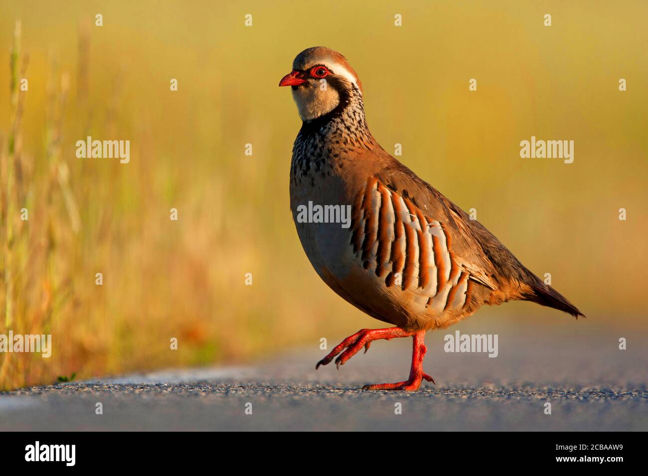 Red legged partridge walking hi-res stock photography and images - Alamy