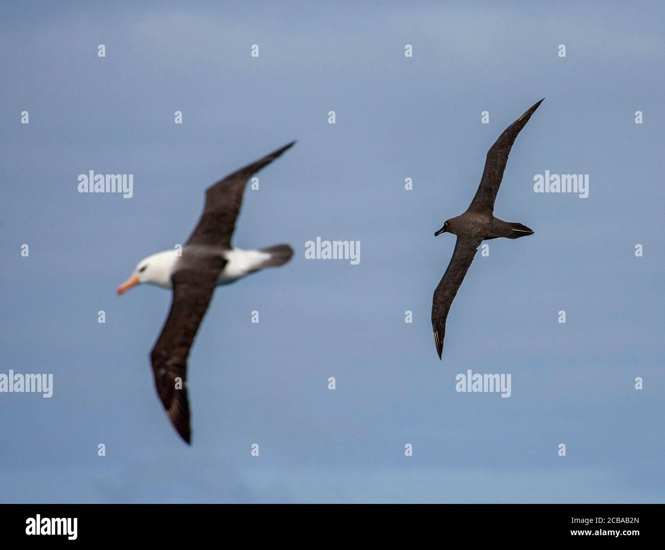Sooty Albatross