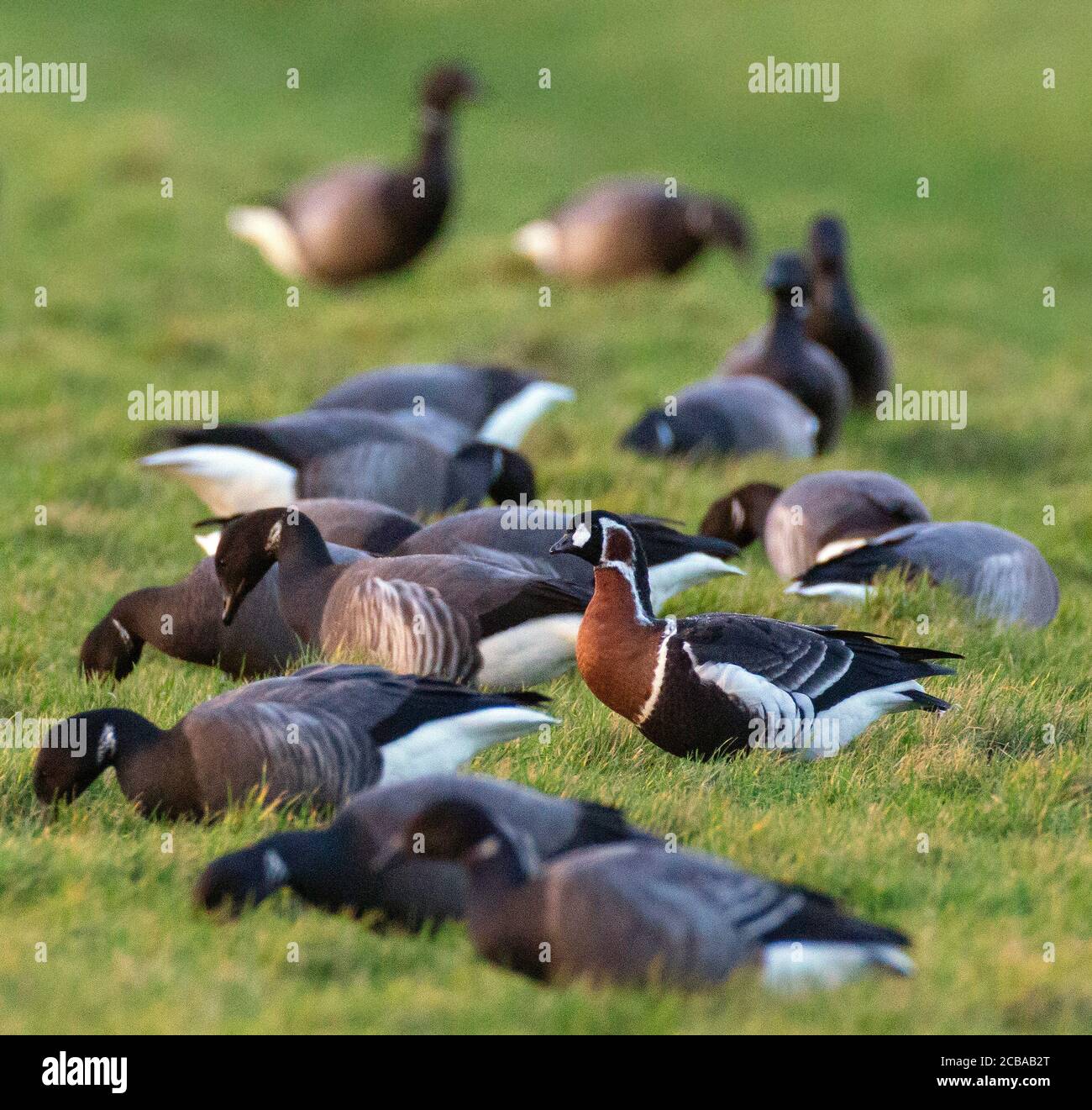 red-breasted goose (Branta ruficollis), First winter Red-breasted Goose ...
