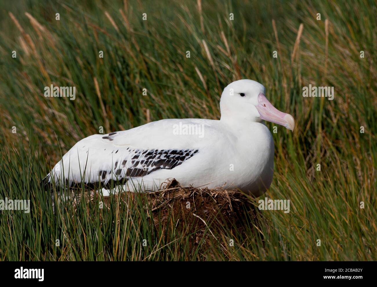 Albatross on nest hi-res stock photography and images - Alamy