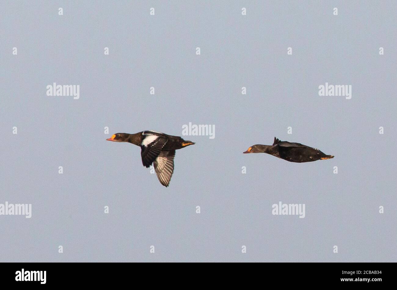 King eider flight hi-res stock photography and images - Alamy