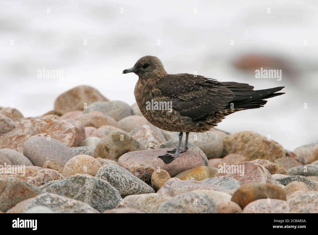 Parasitic Jaeger, Arctic Skua, Parasitic Skua (Stercorarius parasiticus ...