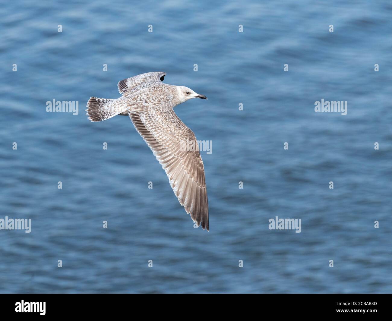 herring gull (Larus argentatus), in second calendar year, flying over ...