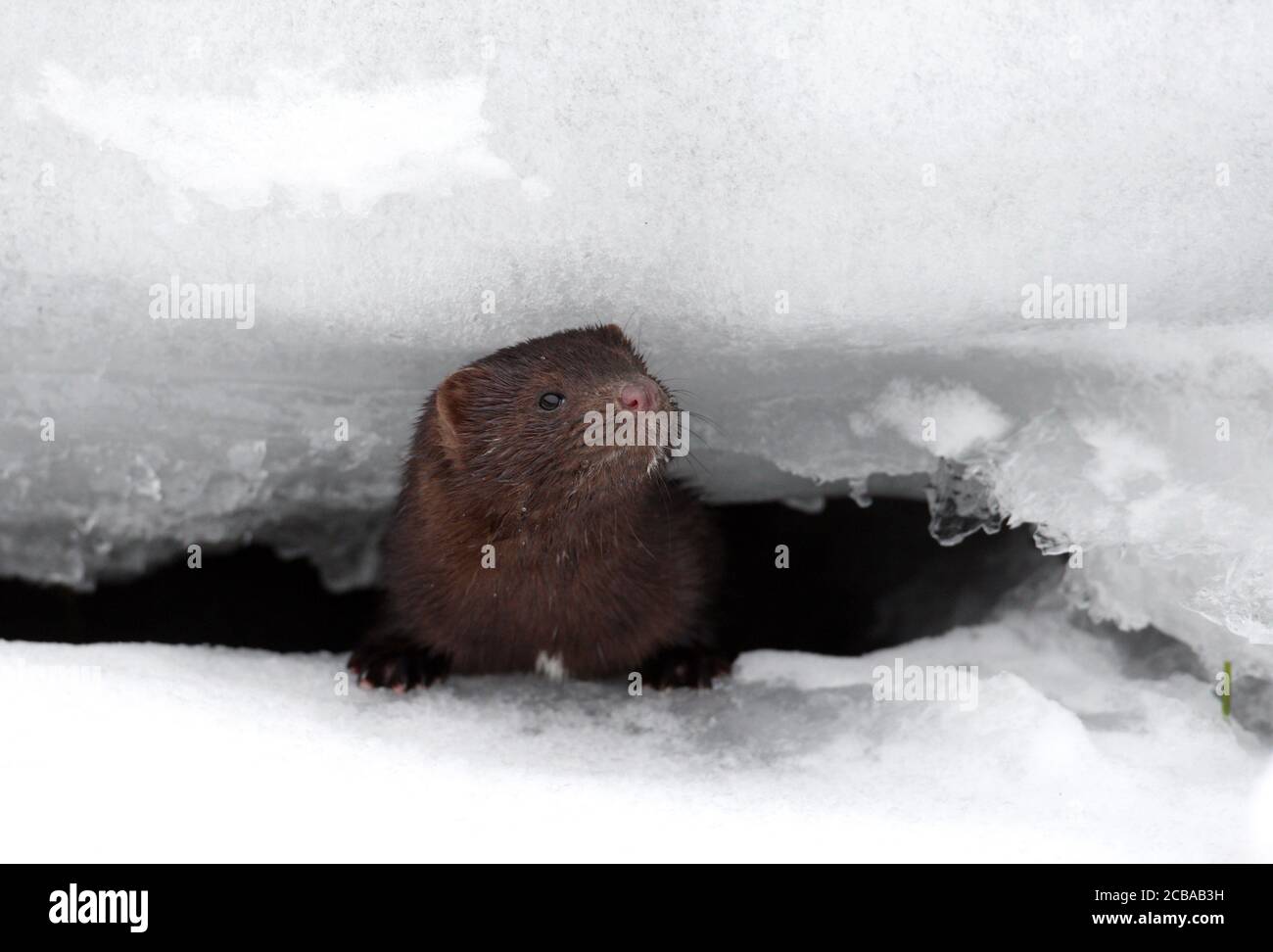 Weasel Hole High Resolution Stock Photography and Images - Alamy