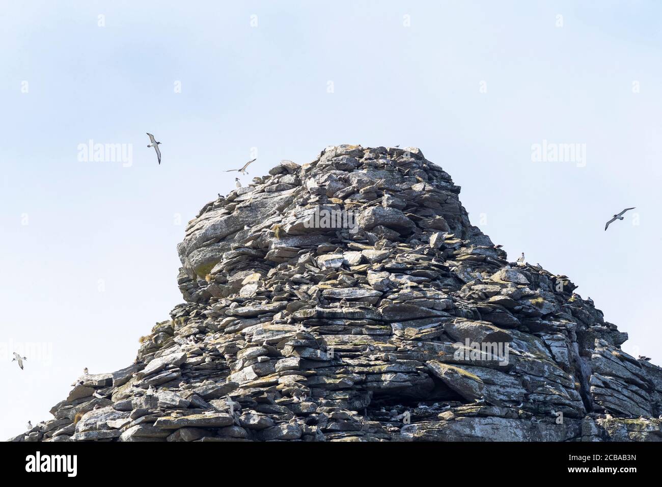 Chatham albatross, Chatham mollymawk, Island mollymawk (Thalassarche ...