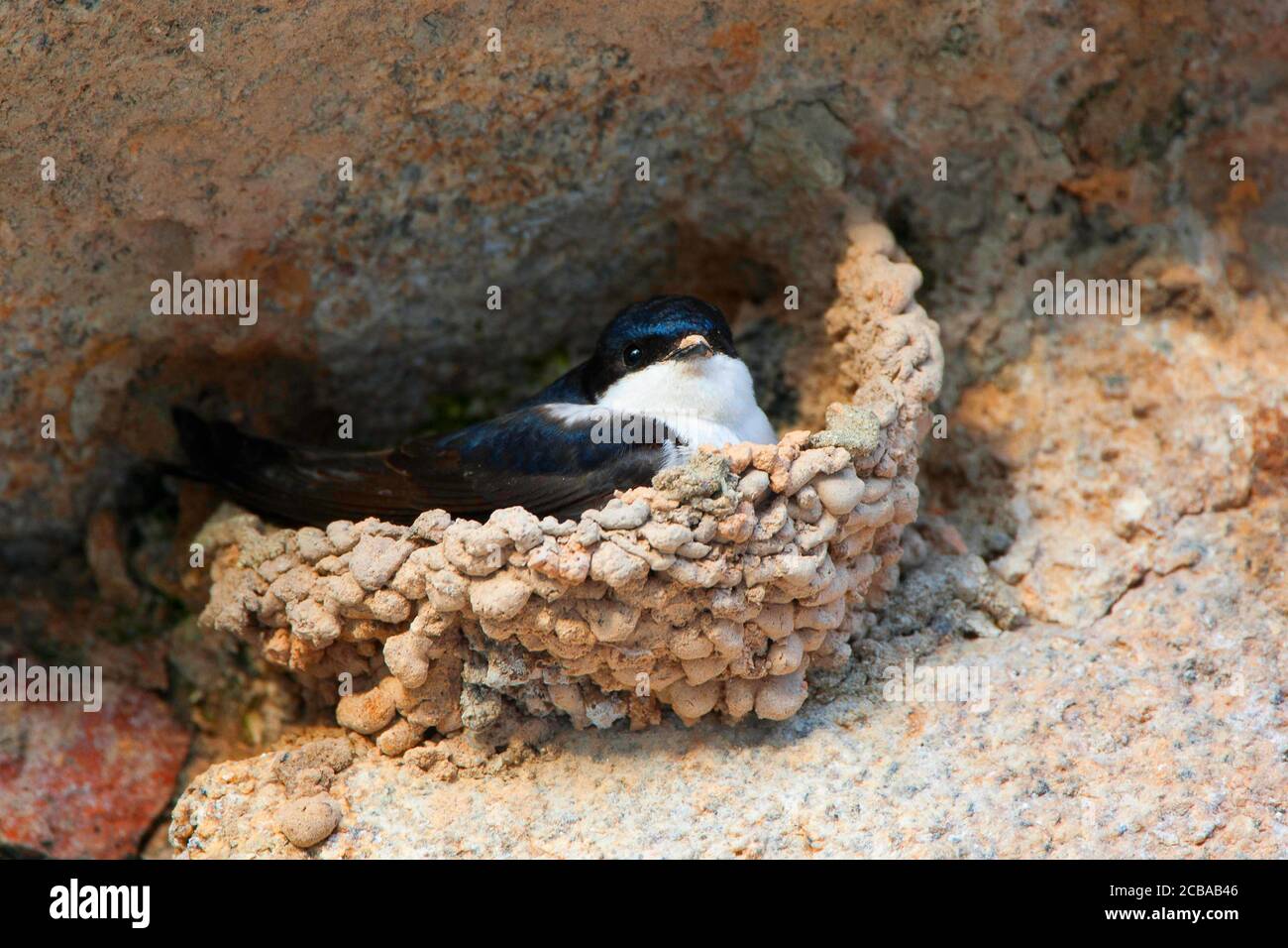 common house martin (Delichon urbica, Delichon urbicum), in the nest ...