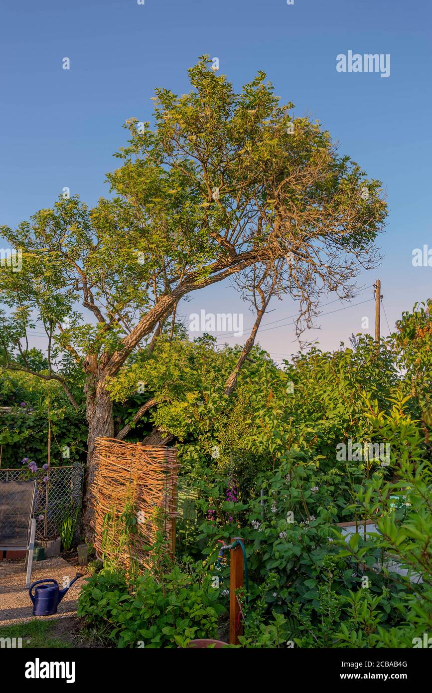 European black elder, Elderberry, Common elder (Sambucus nigra), 50 ...