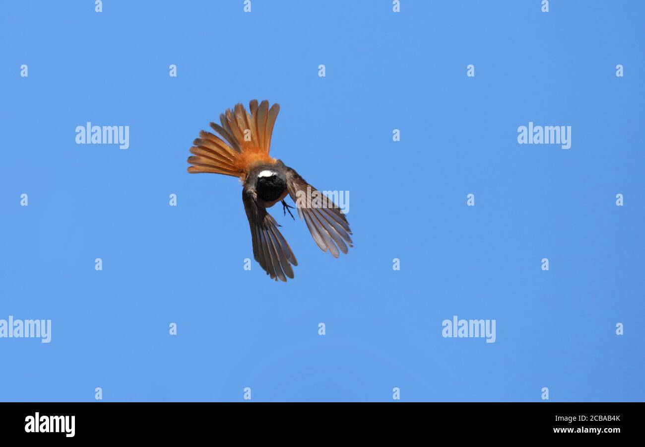 common redstart (Phoenicurus phoenicurus), taking off, Denmark Stock ...