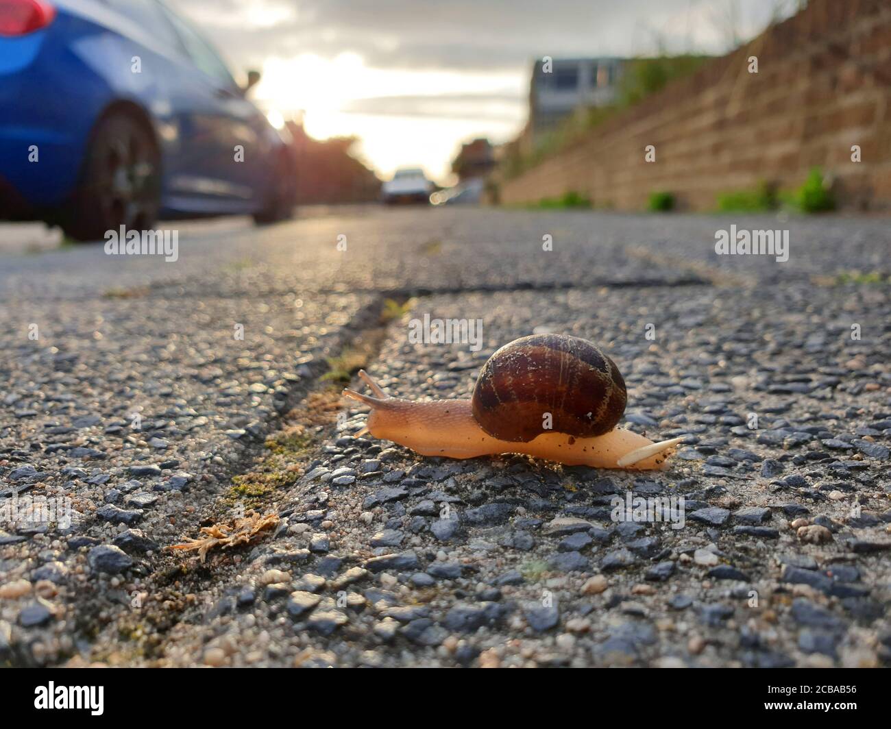 Car snail road hi-res stock photography and images - Alamy