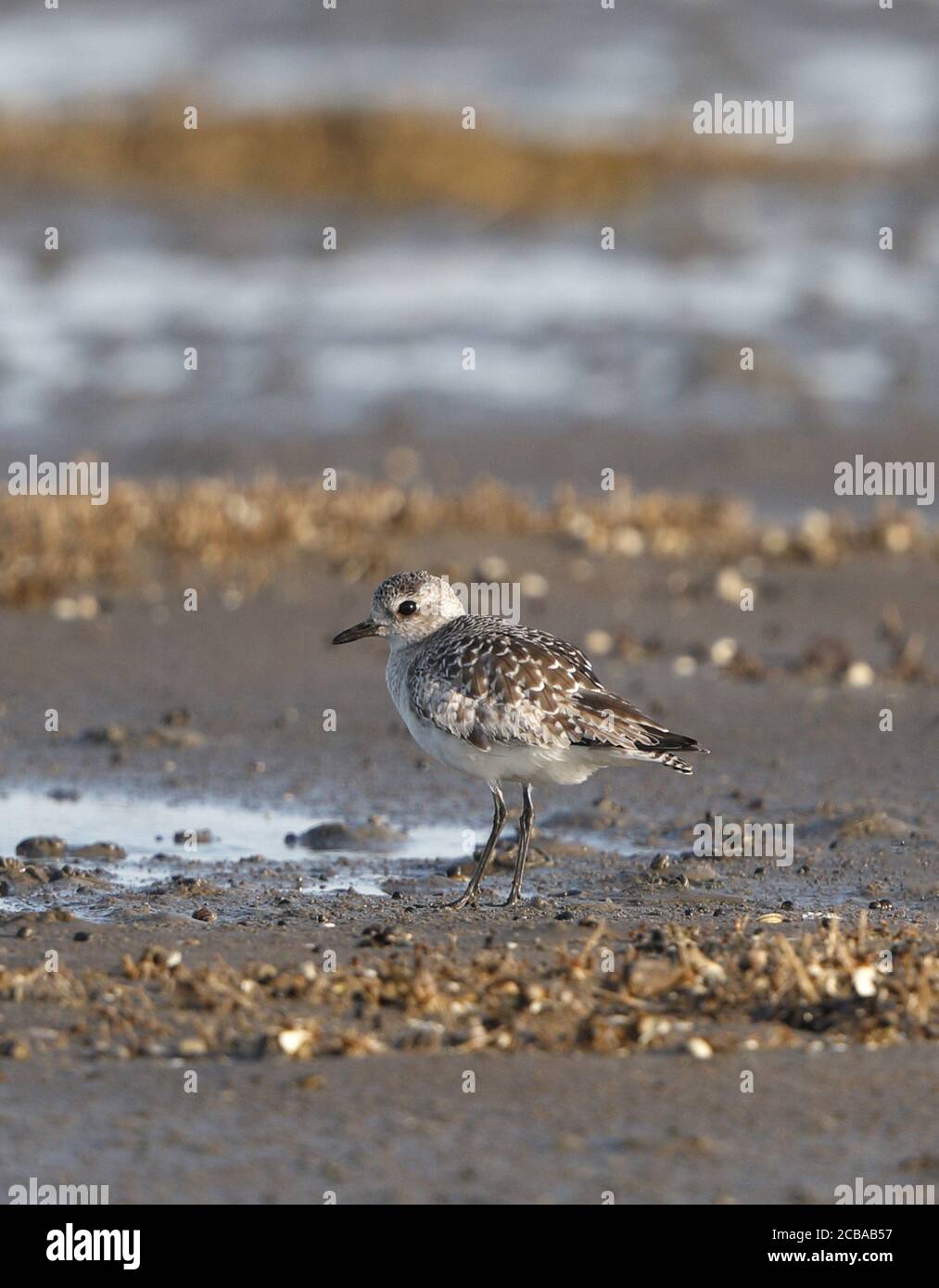 grey plover (Pluvialis squatarola), Worn second calender year Grey ...