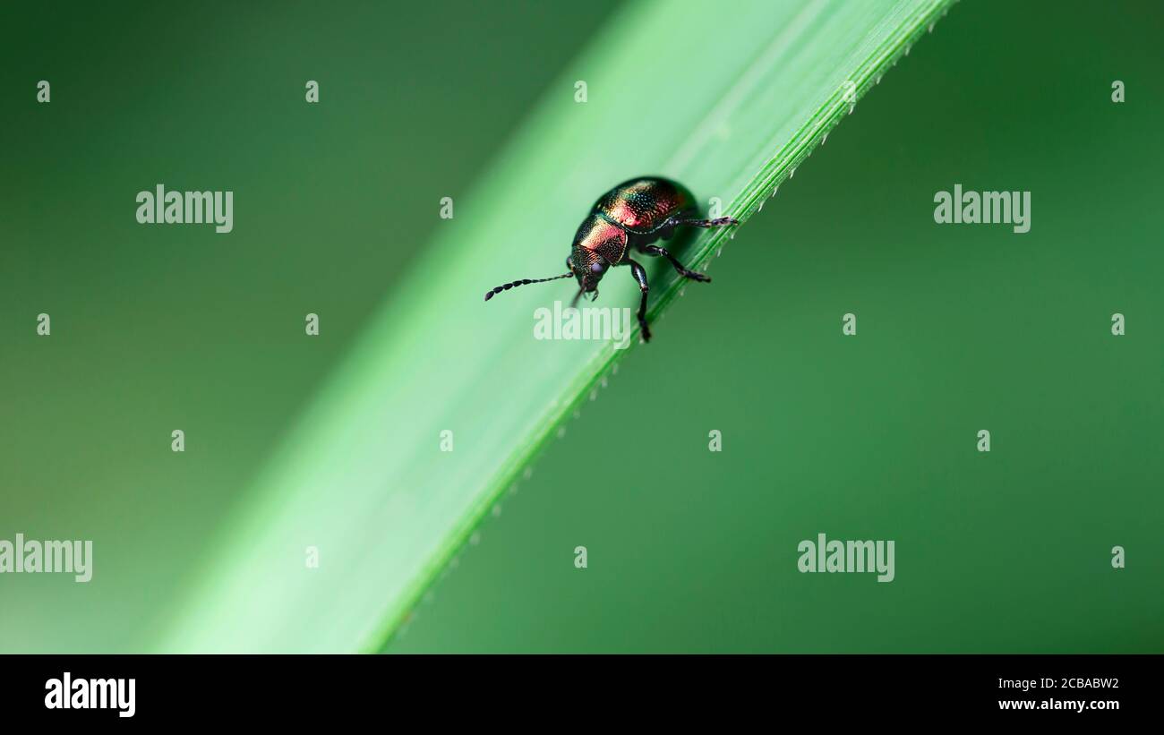 Little black bugs hi-res stock photography and images - Alamy