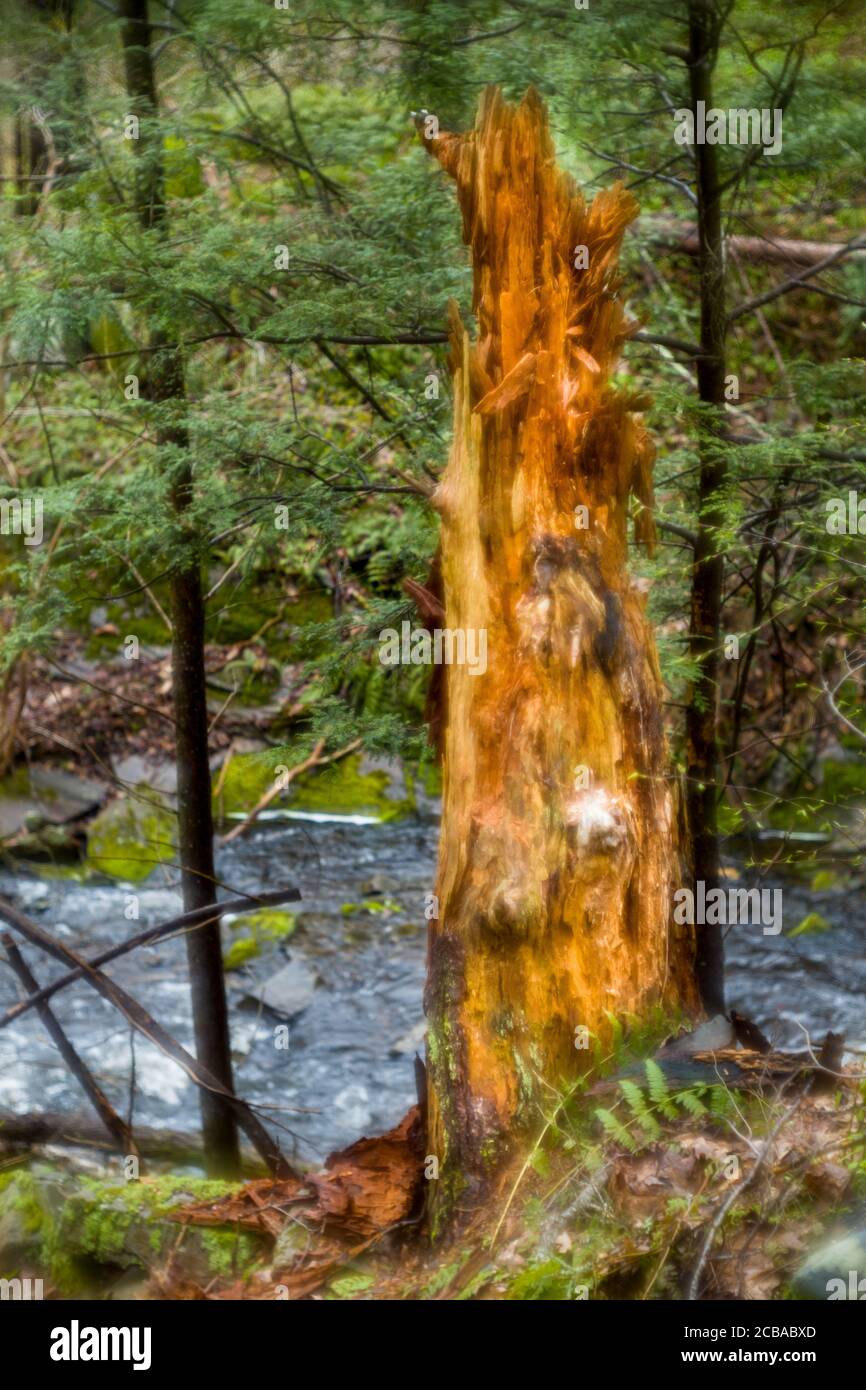 Connecticut state forest hi-res stock photography and images - Alamy