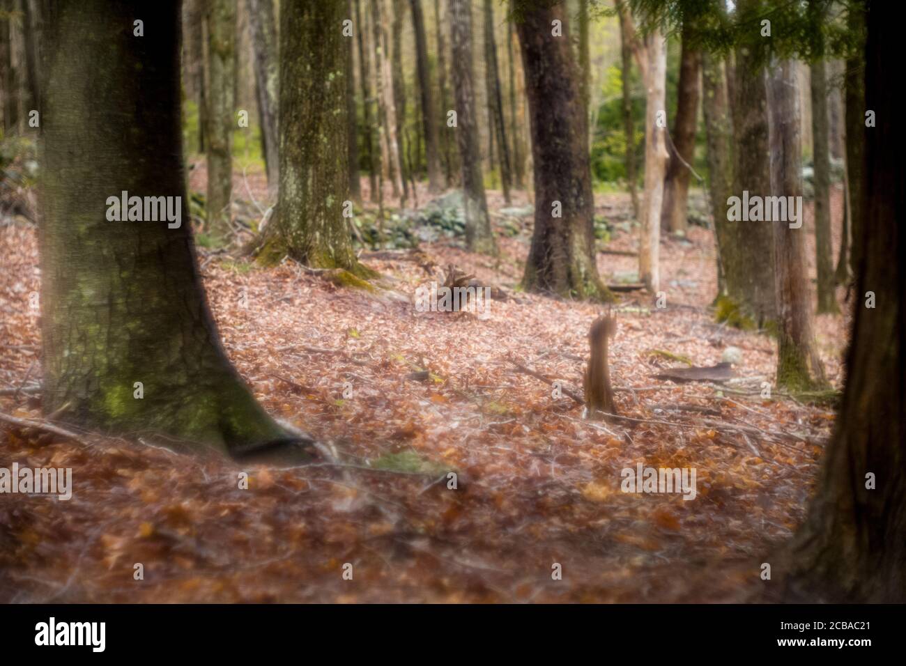 Connecticut State Forest High Resolution Stock Photography and Images ...