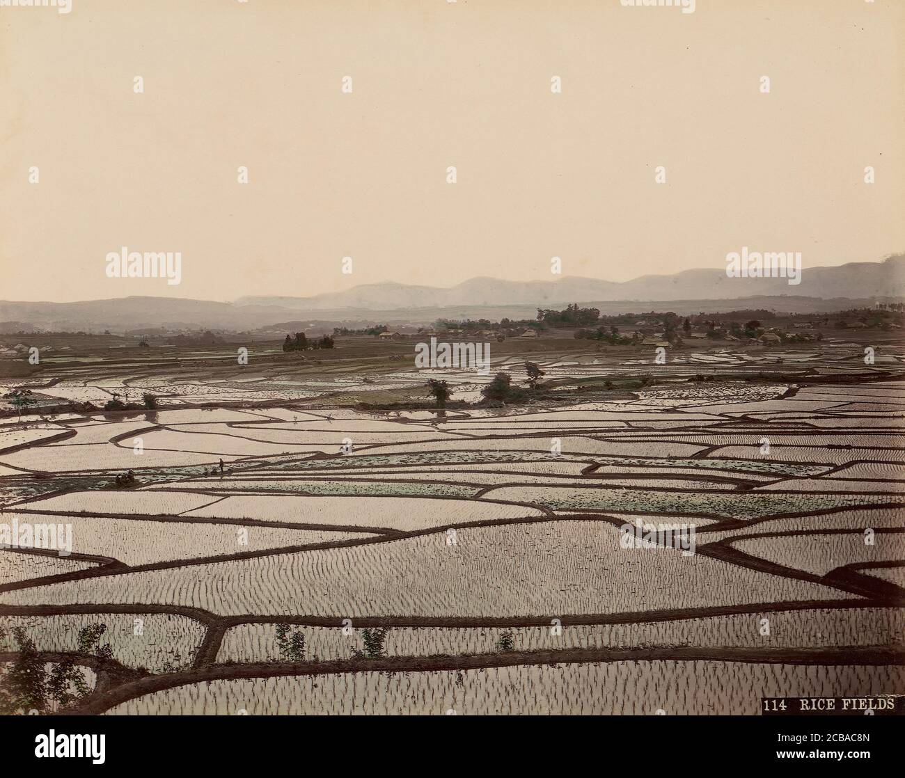 Rice Fields, 1870s-80s Stock Photo - Alamy