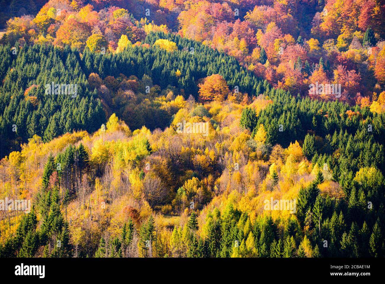 Golden autumn nature background with red yellow orange fall leaves ...