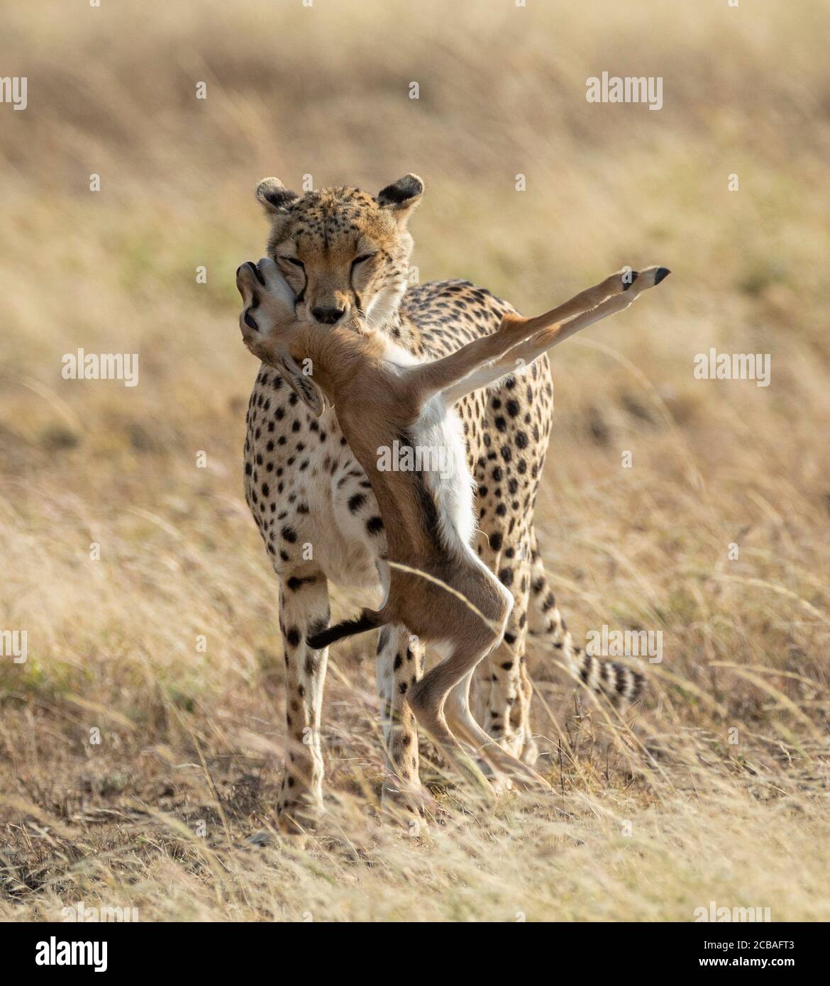 Cheetah prey hi-res stock photography and images - Alamy