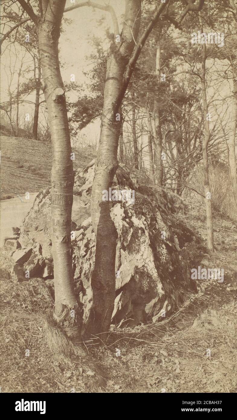 Tree Study, 1880s-90s Stock Photo - Alamy