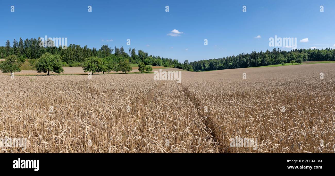 Grain field with forest hi-res stock photography and images - Alamy