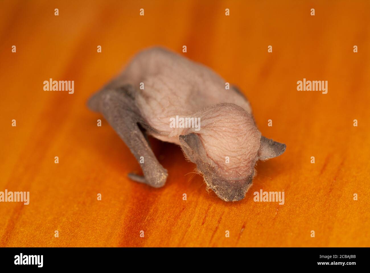 Dead young bat Stock Photo - Alamy