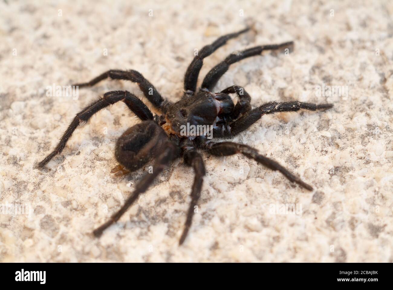Fake tarantula hi-res stock photography and images - Alamy