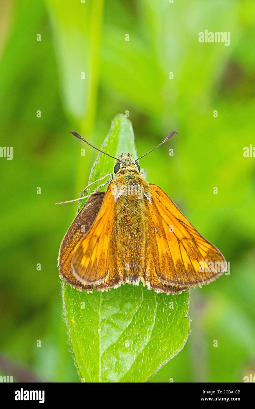 Female large skipper butterfly hi-res stock photography and images - Alamy