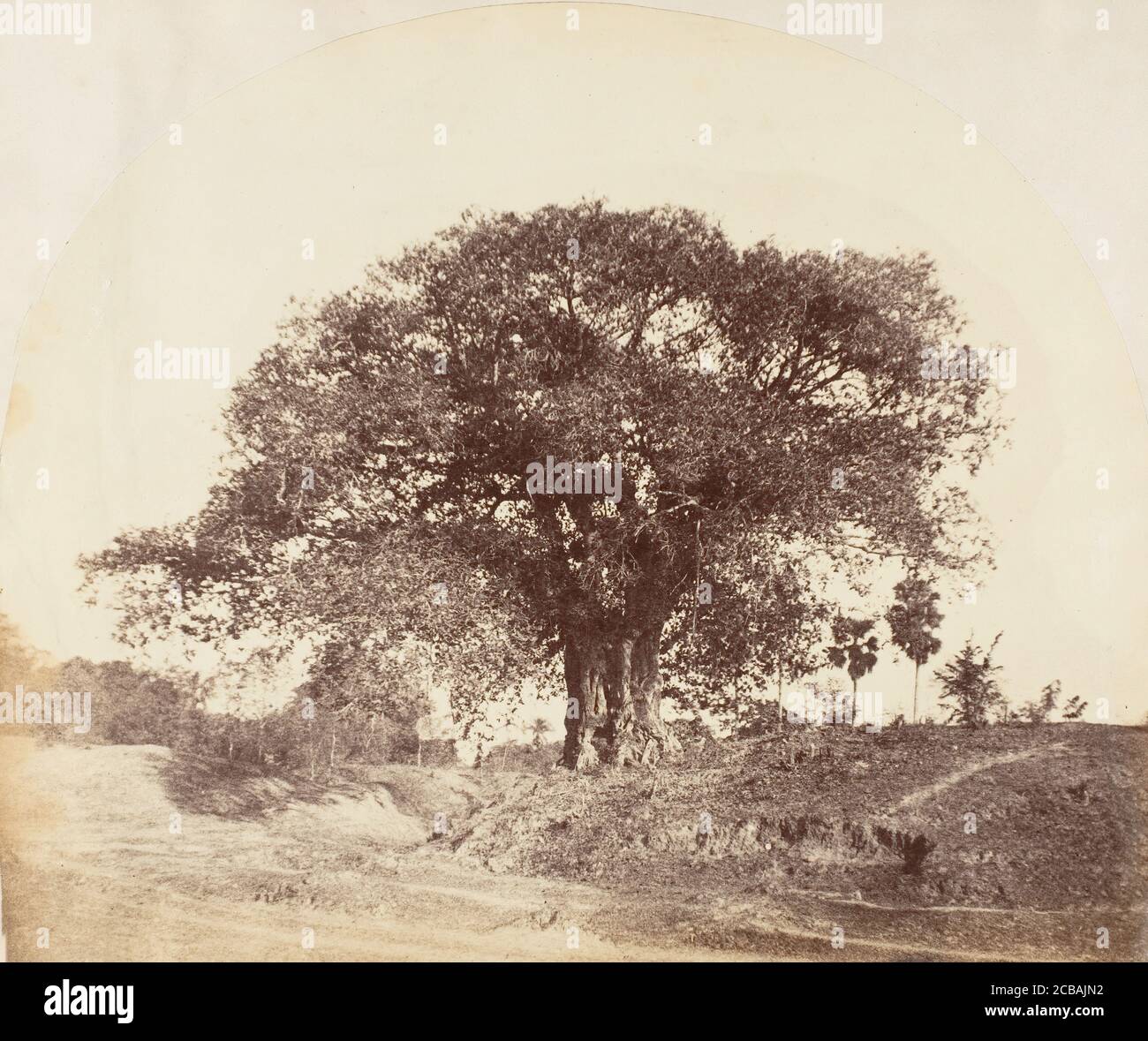 Banian trees hi-res stock photography and images - Alamy