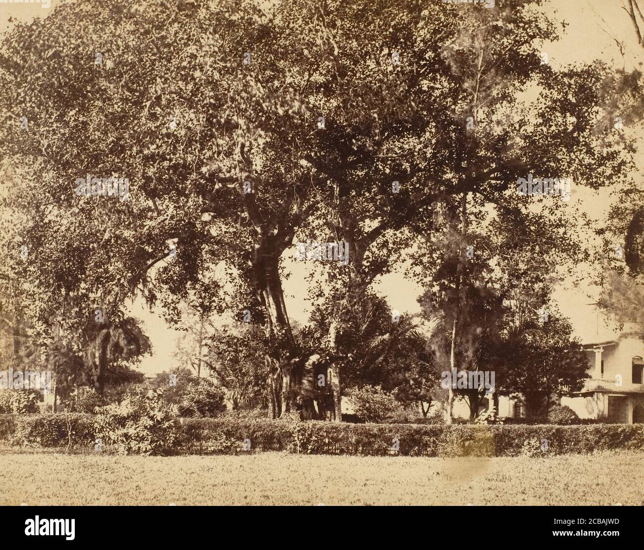 Dum tree hi-res stock photography and images - Alamy