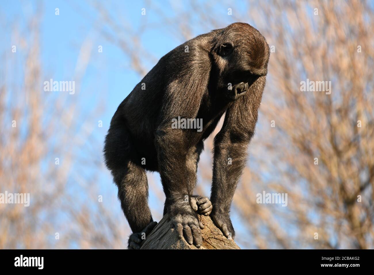 Giant monkey tree hi-res stock photography and images - Alamy