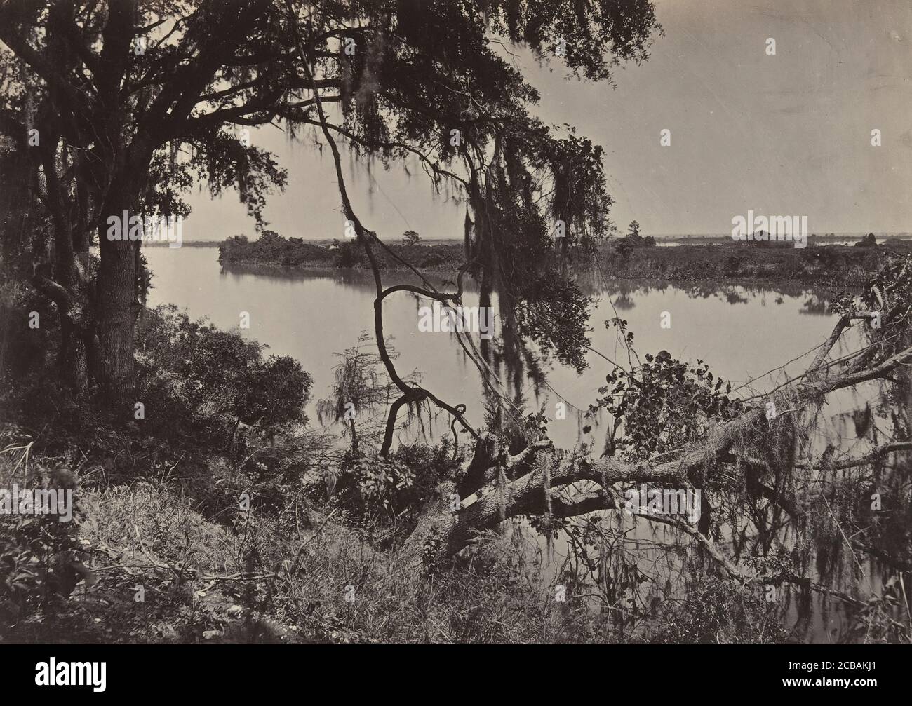 Savanah moss hi-res stock photography and images - Alamy