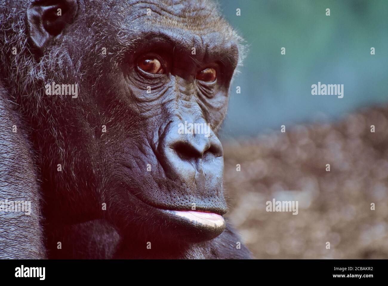 Giant monkey hi-res stock photography and images - Alamy