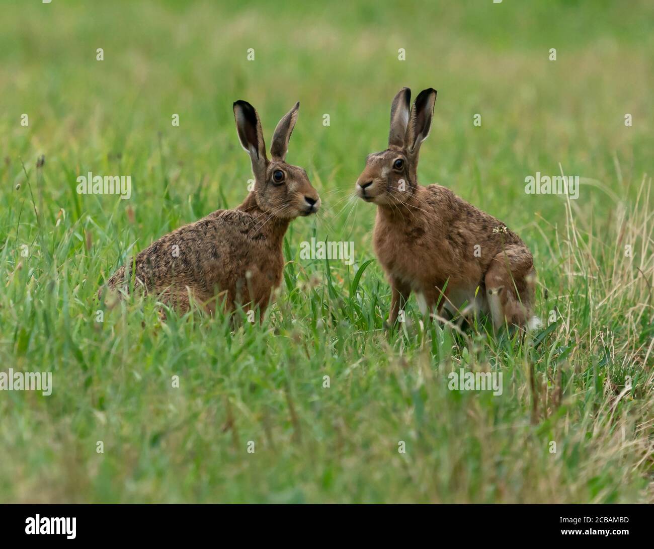 Female brown hare hi-res stock photography and images - Alamy