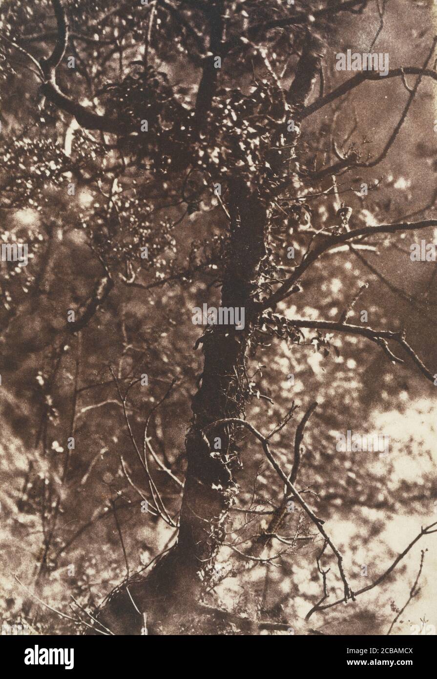 The Fairy Tree at Colinton, 1846 Stock Photo - Alamy