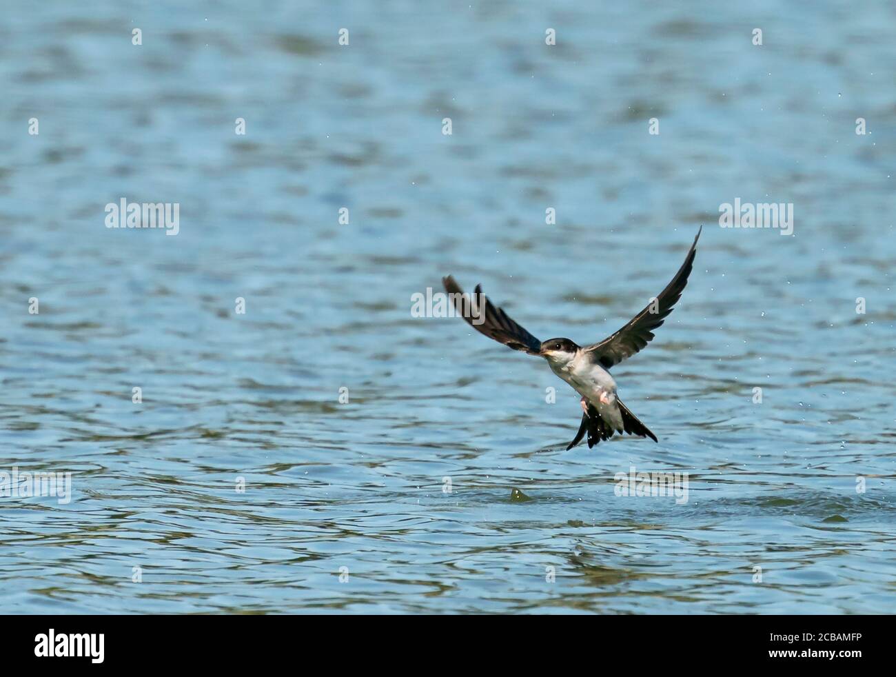 A House Martin (Delichon urbicum) skimming low over water catching ...