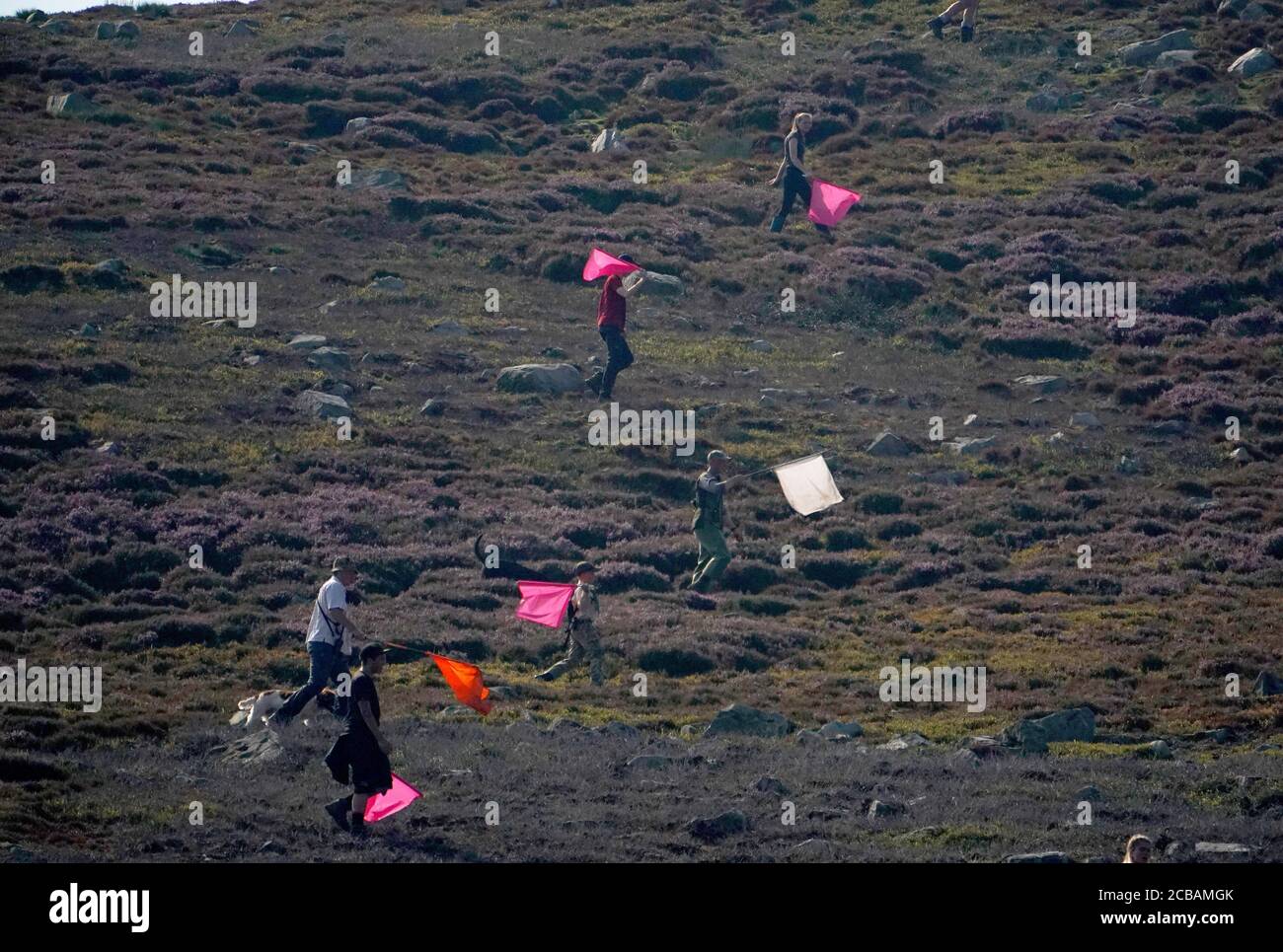 People beat grouse during a shooting party on the Yorkshire moors as ...