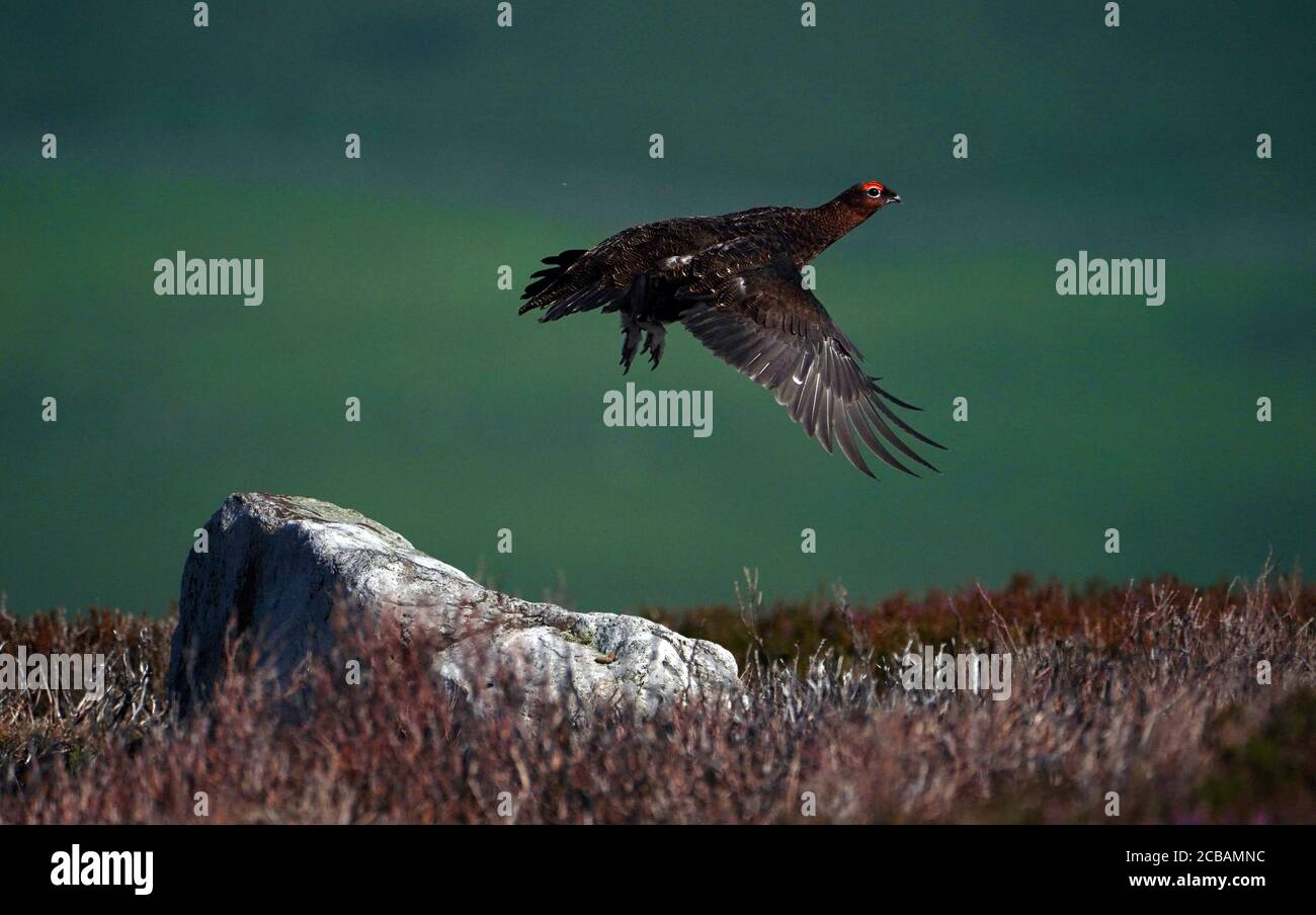 A grouse takes flight during a shooting party on the Yorkshire moors as ...