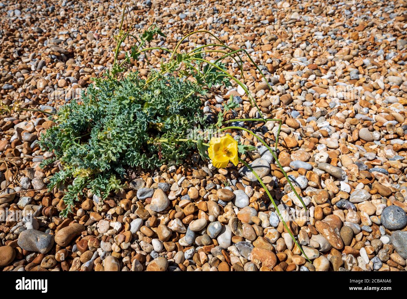 Seapoppy hi-res stock photography and images - Alamy