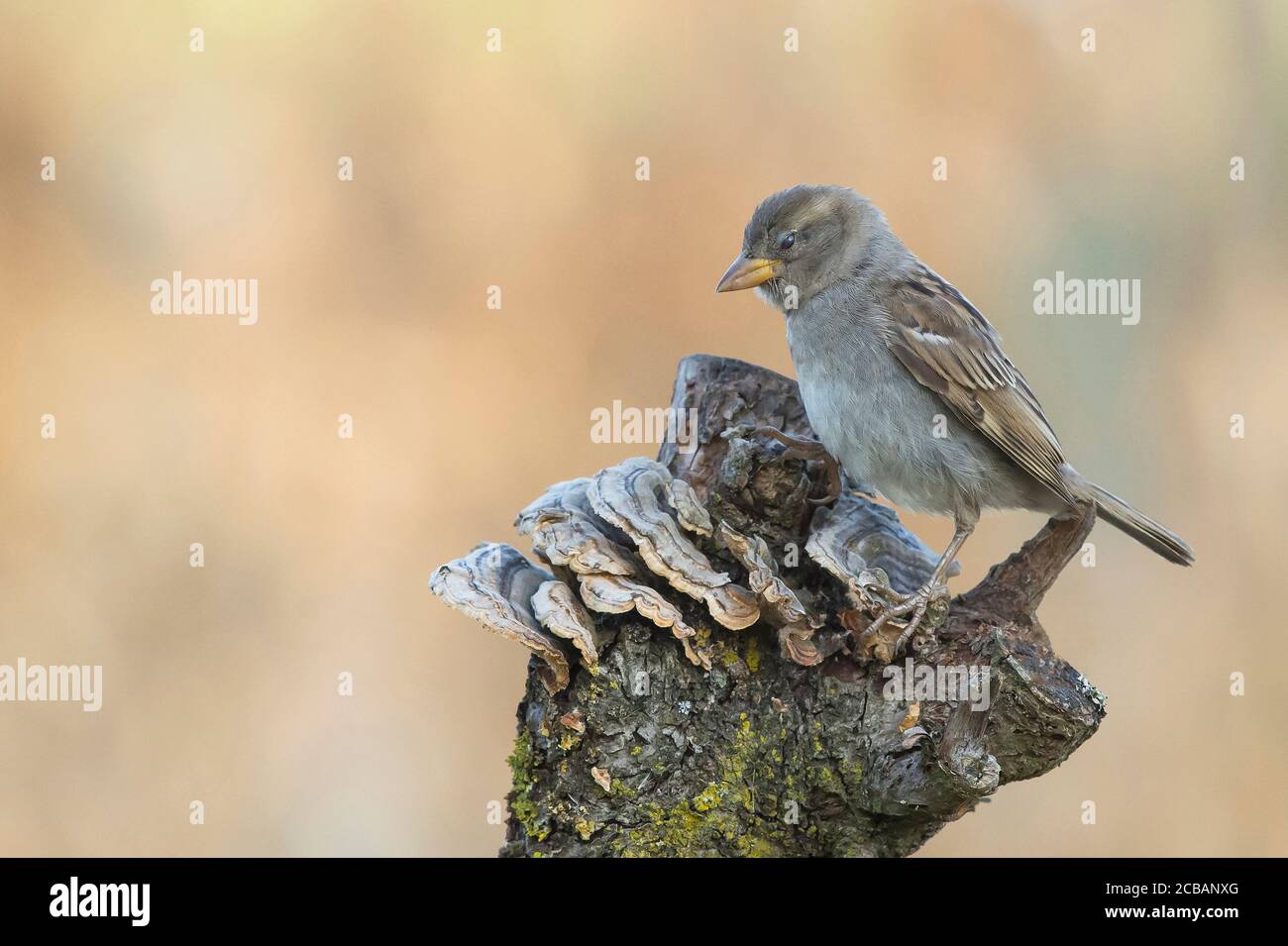 Passer domesticus. The house sparrow it´s a bird comun in the world ...