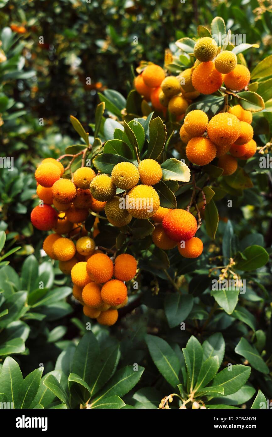 Strawberry tree fruit and foliage background. Natural background ...