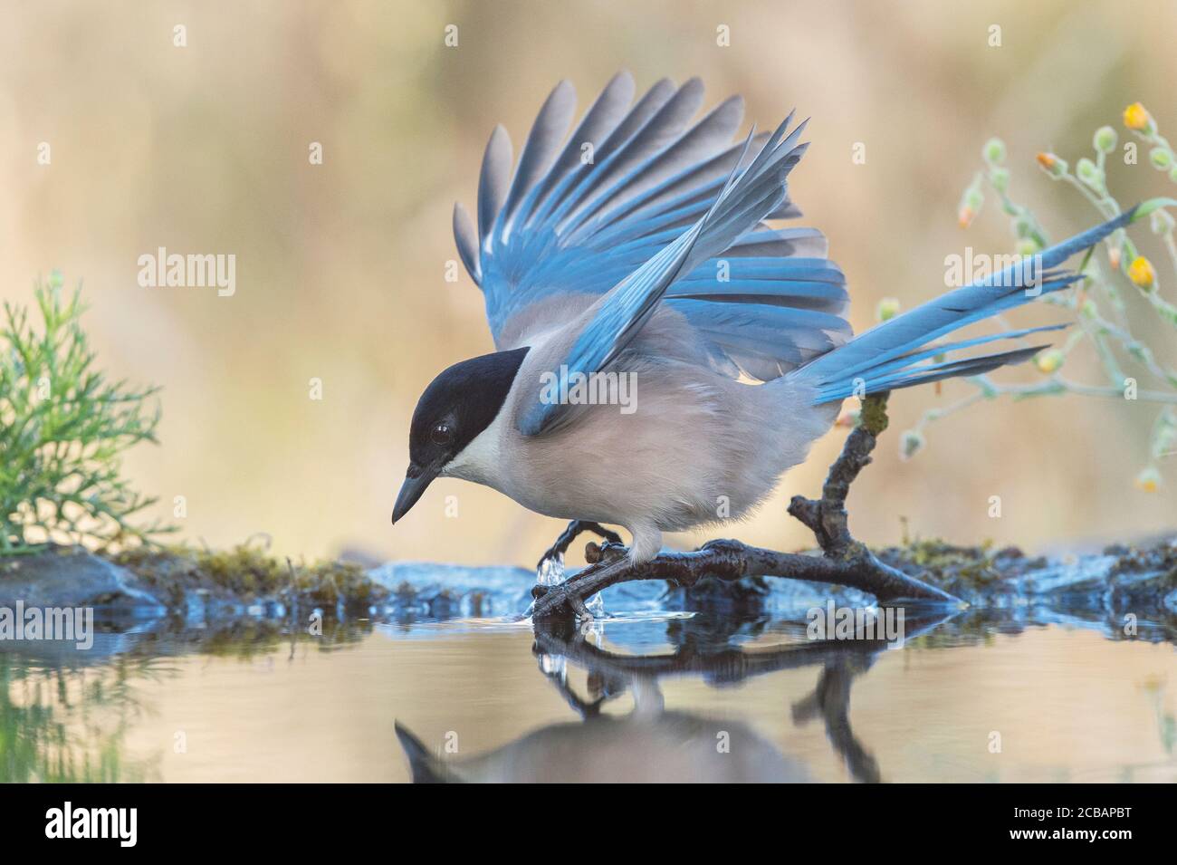 Cyanopica cyanus. The azure-winged magpie is a relatively slender bird ...